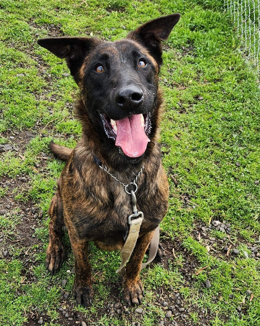 Conan - 63845 - Large Male Dutch Shepherd Dog in VIC - PetRescue