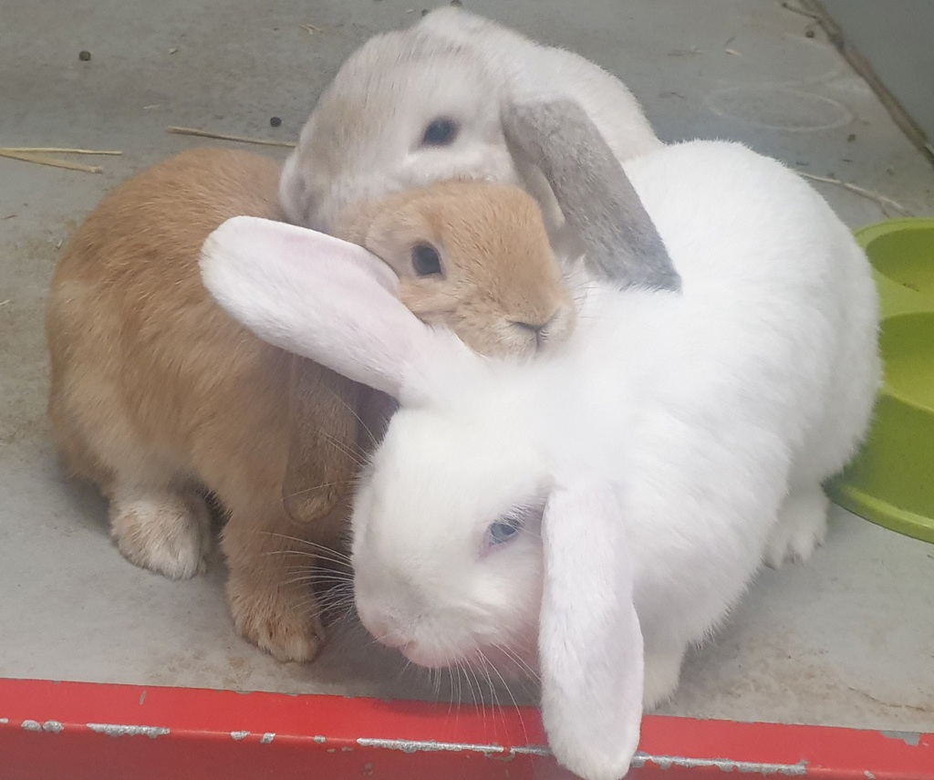 Lenny - Male Dwarf Eared Mix Rabbit in VIC - PetRescue