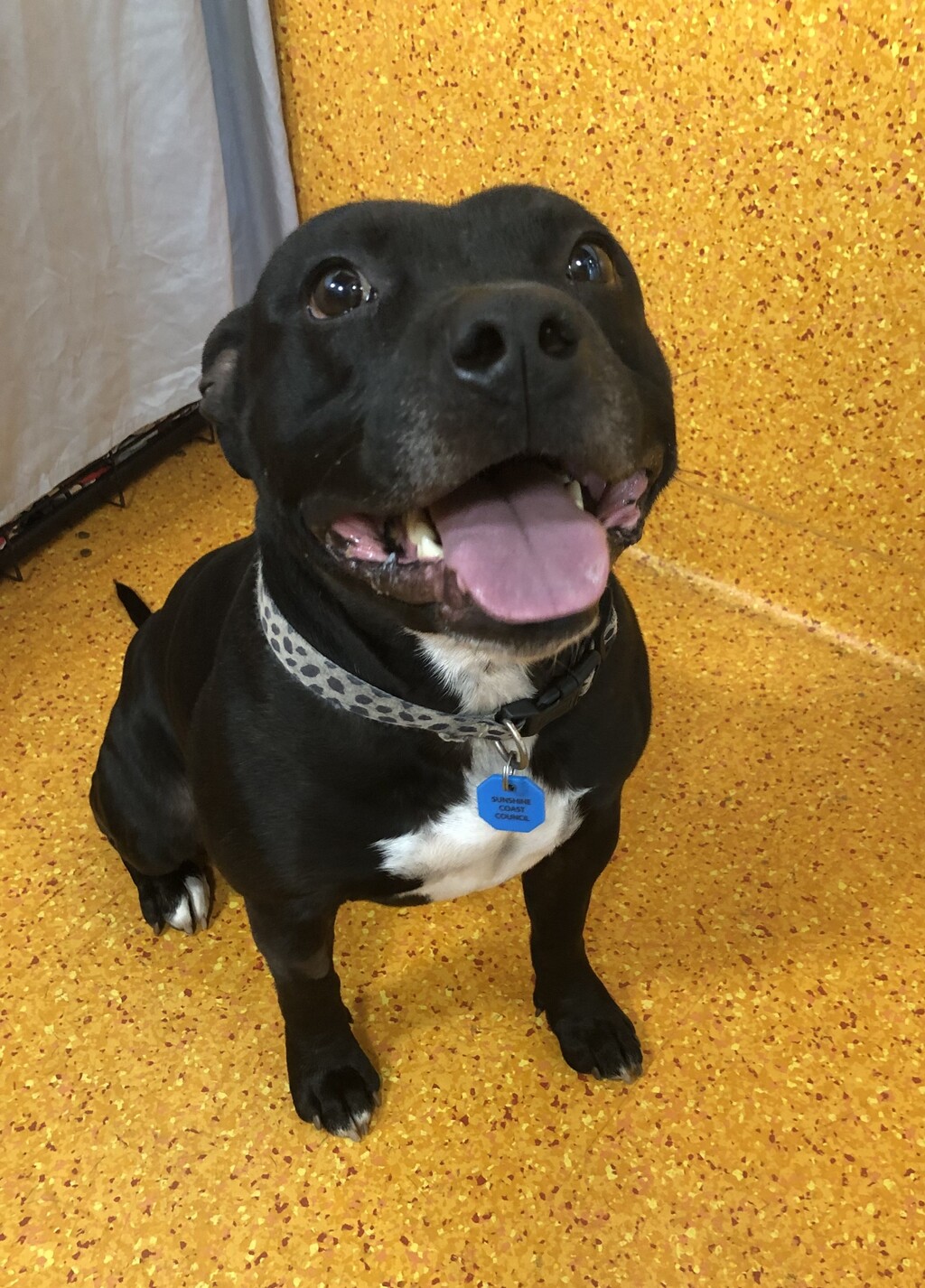 Shadow - Medium Male English Staffordshire Bull Terrier Mix Dog in QLD ...