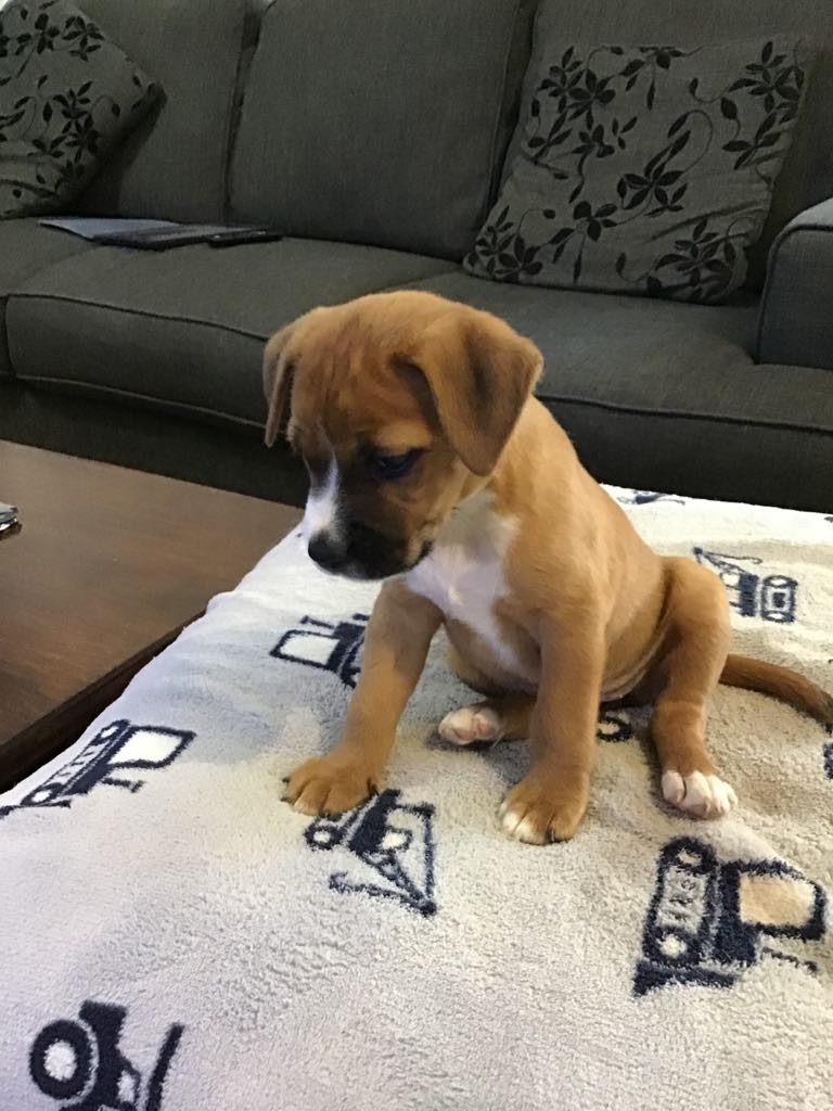 Hati (Honey) - Medium Female Mixed Breed Dog in WA - PetRescue