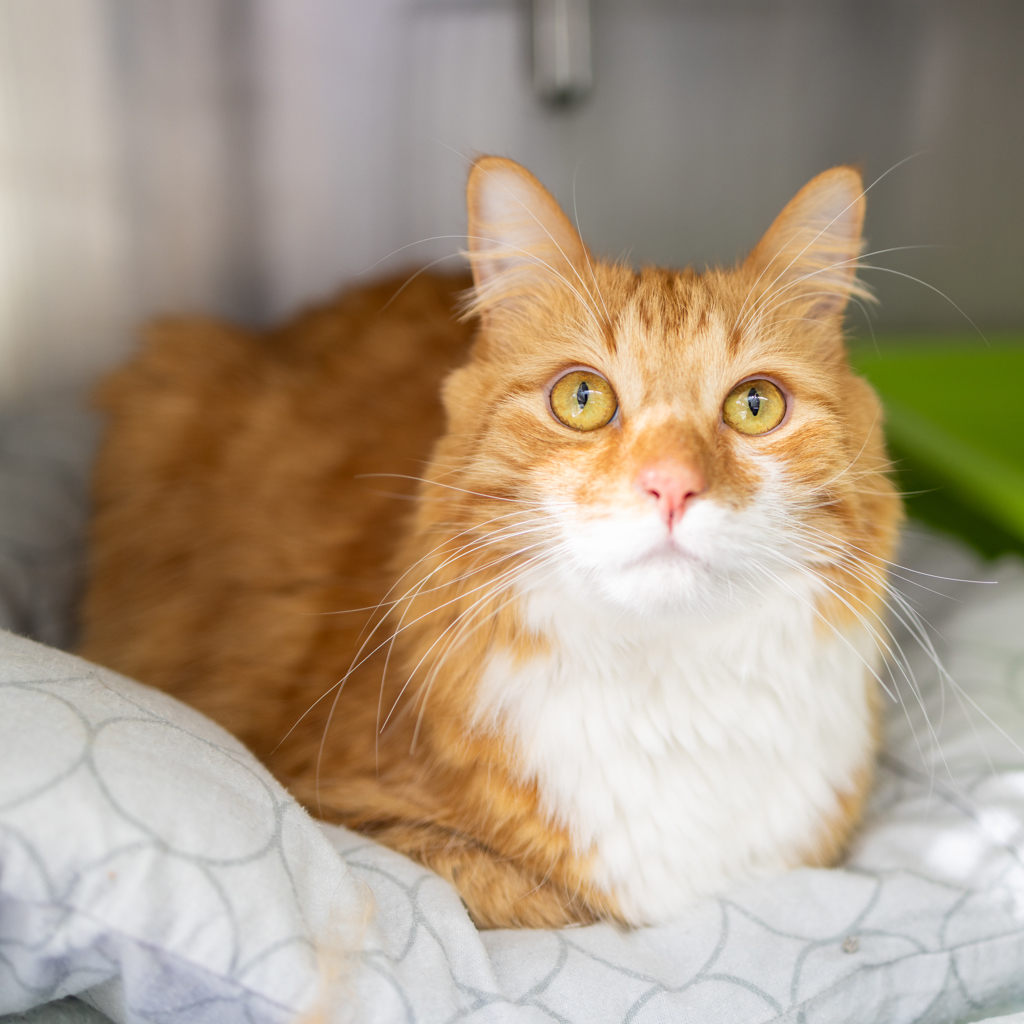Gunther - Male Domestic Medium Hair Mix Cat in QLD - PetRescue