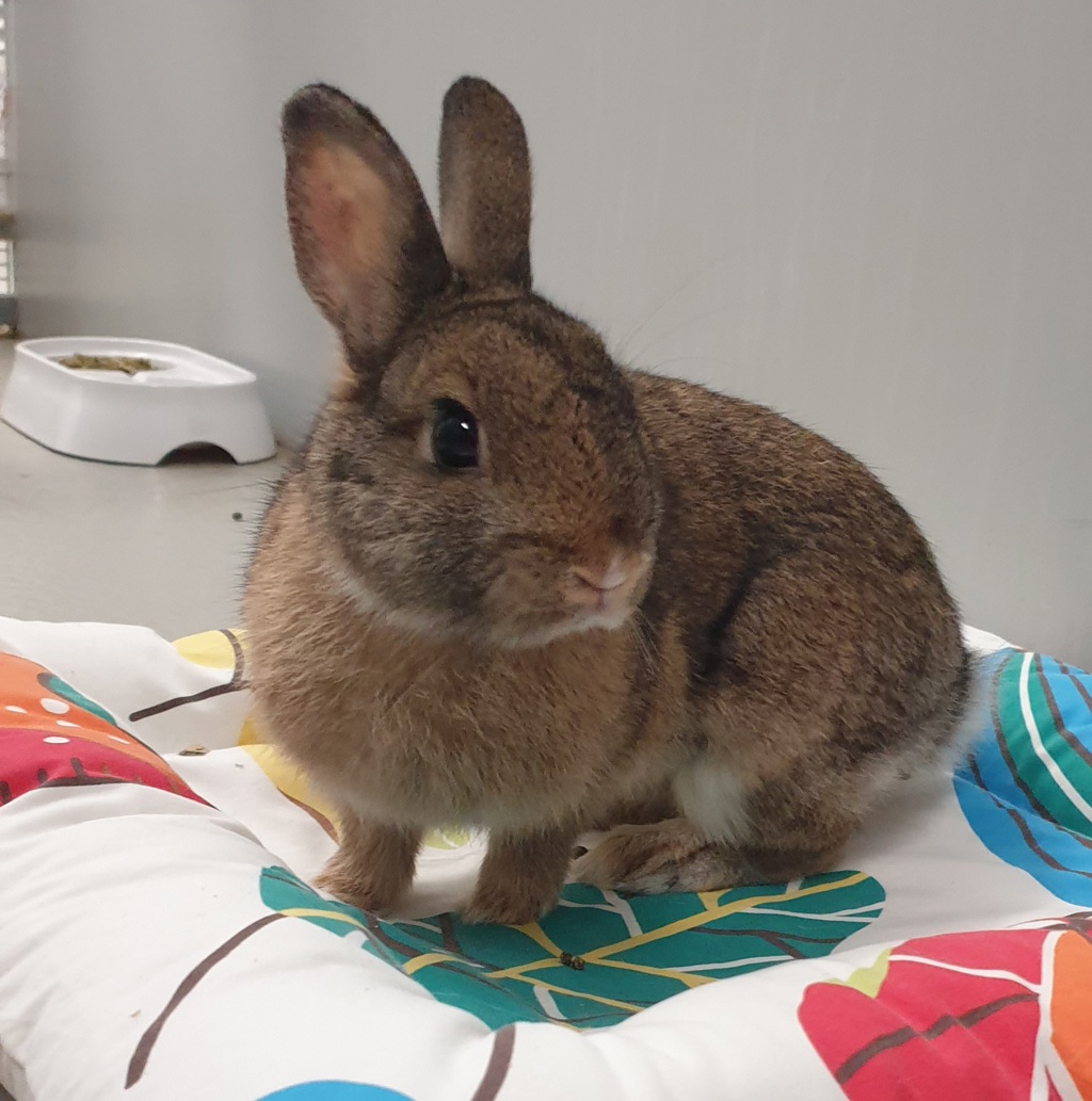 Delilah - Female Netherland Dwarf Mix Rabbit in VIC - PetRescue