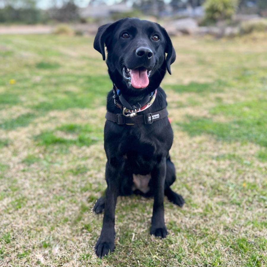 Nina - Medium Female Labrador Dog in VIC - PetRescue