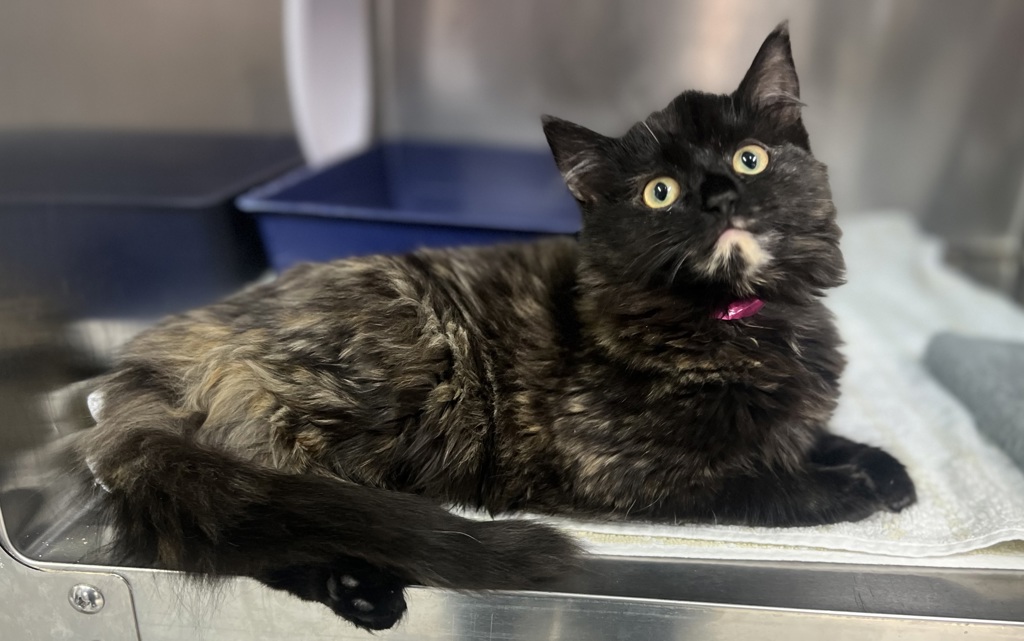 Scotti - Female Domestic Medium Hair Cat in ACT - PetRescue