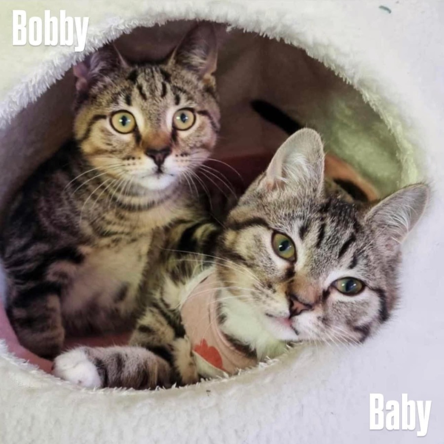 10771/2 - Bobby & Baby - Female Domestic Short Hair Cat in WA - PetRescue