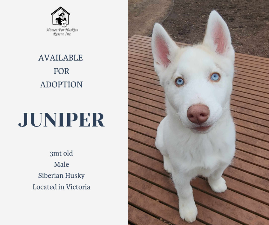 Juniper - Large Male Siberian Husky Dog in VIC - PetRescue