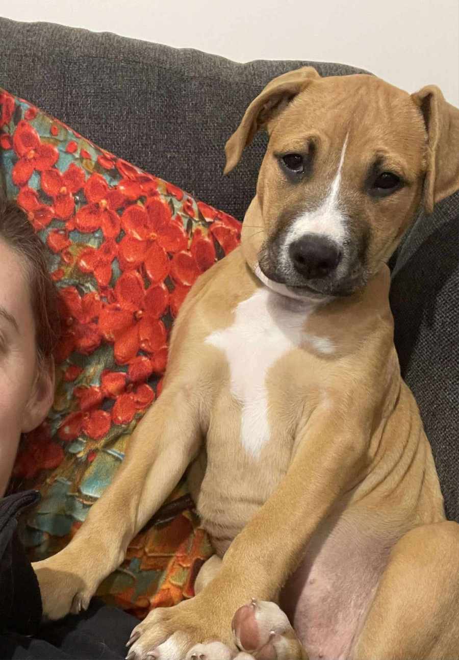 Koda - Large Female Ridgeback x Staffy Mix Dog in VIC - PetRescue