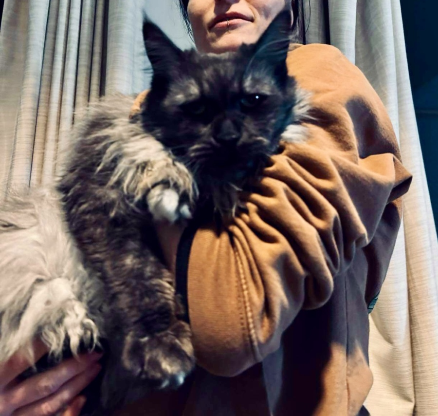 Shadow Bandit - Male Maine Coon Cat in VIC - PetRescue