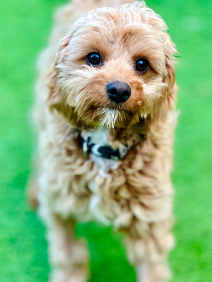 Levi - Small Male Poodle Mix Dog in VIC - PetRescue