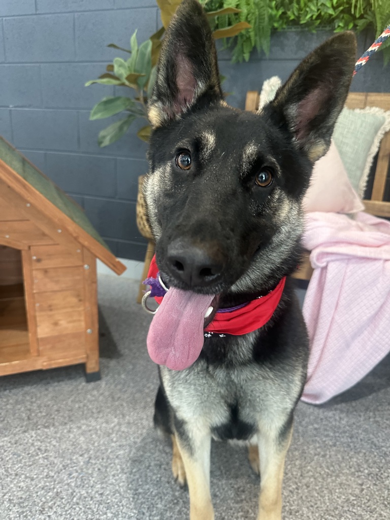 Indie - Medium Female German Shepherd Mix Dog in VIC - PetRescue