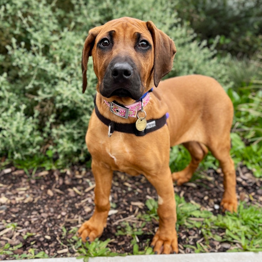 Delilah - Large Female Rhodesian Ridgeback Dog in VIC - PetRescue