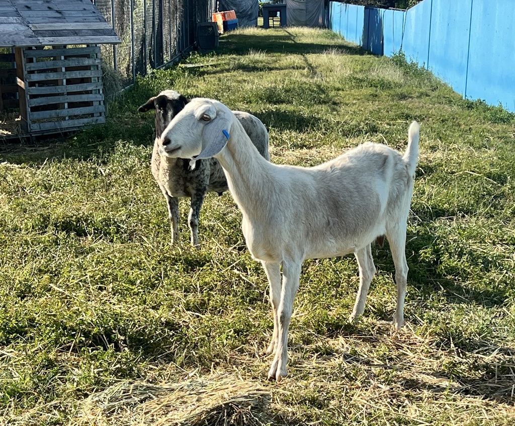 Wonder Woman - Female Goat Mix Goat in QLD - PetRescue