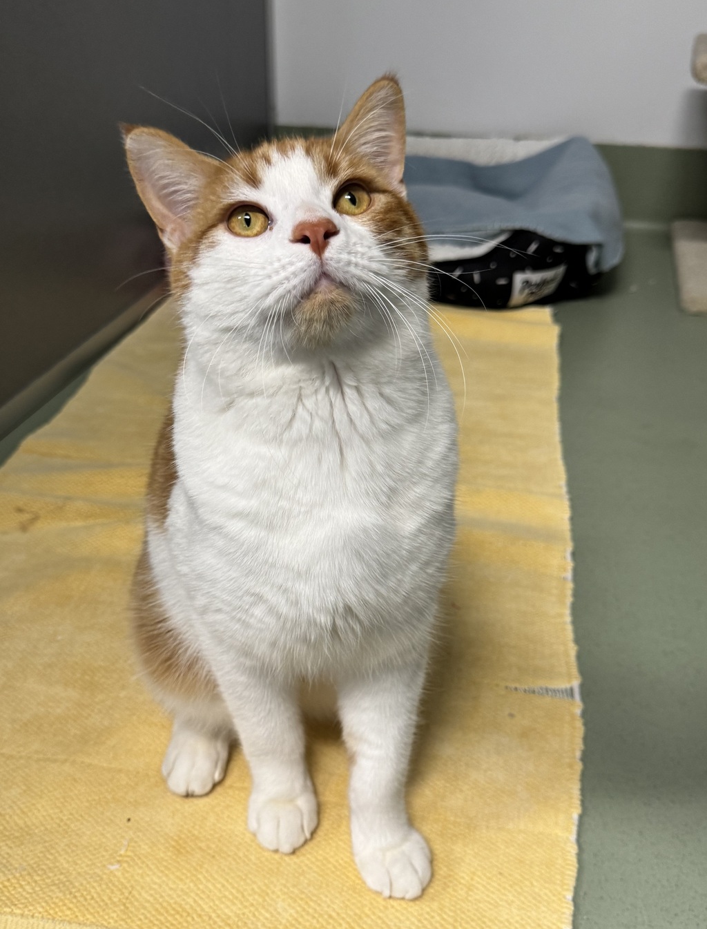 Will - Male Manx Mix Cat in QLD - PetRescue