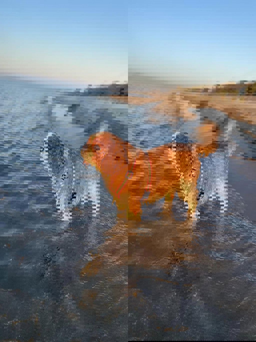 Coco - Small Female Cavalier King Charles Spaniel Dog in VIC - PetRescue