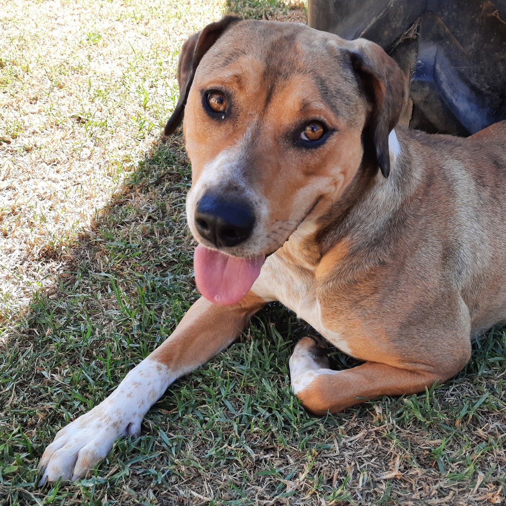 Mae - Large Female Large Cross Breed Mix Dog in VIC - PetRescue