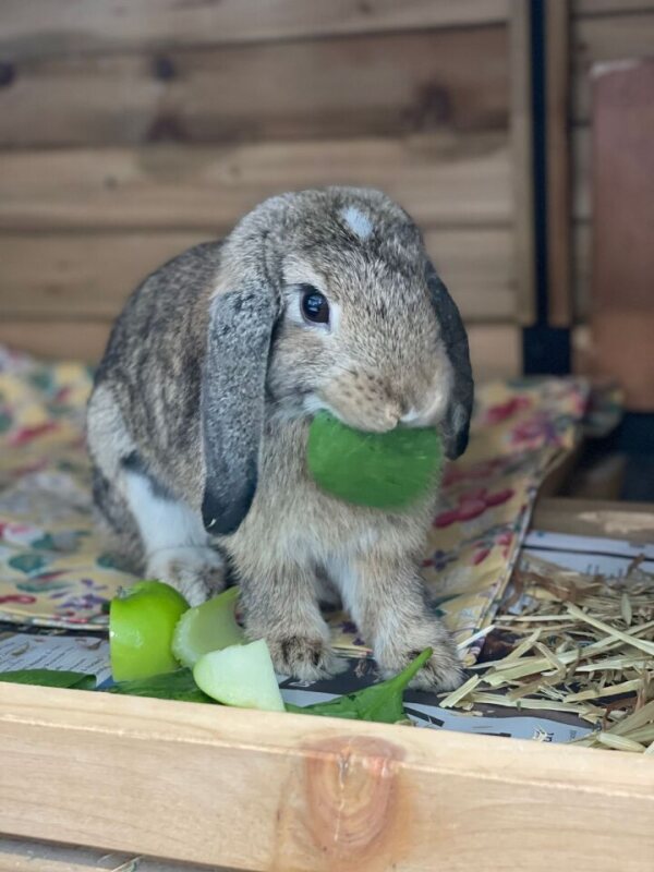 Ruby - Female Rabbit Rabbit in NSW - PetRescue