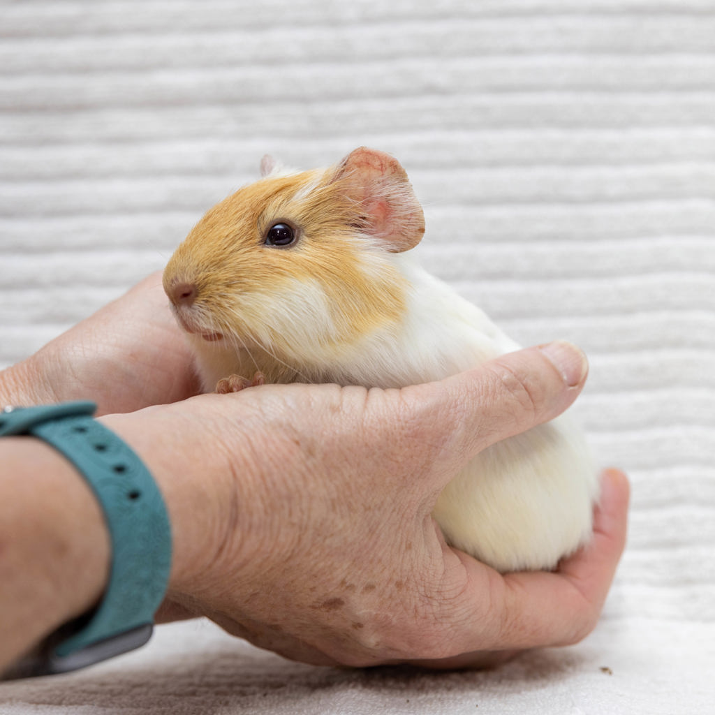 Finch - Female Short-hair Smooth Hair Mix Guinea Pig in QLD - PetRescue