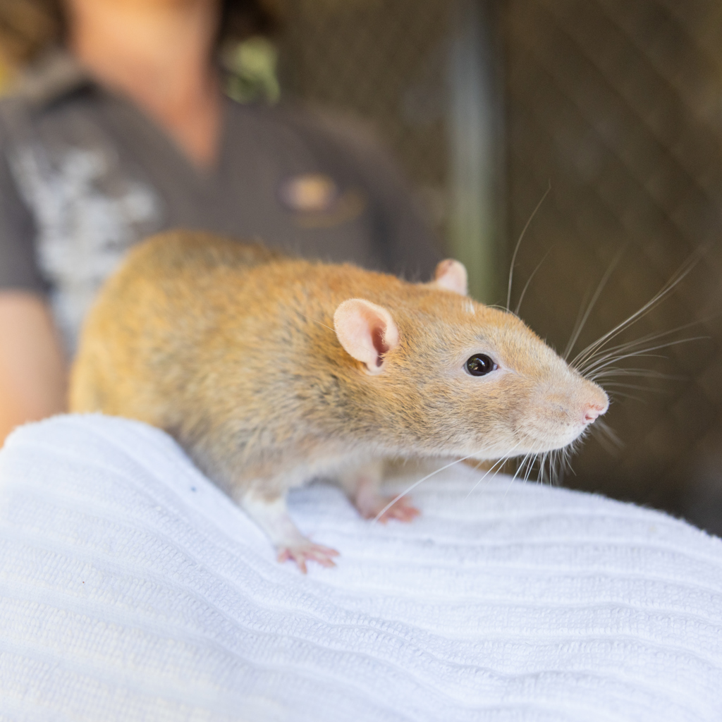 Sage - Male Rat Mix Rodent in QLD - PetRescue