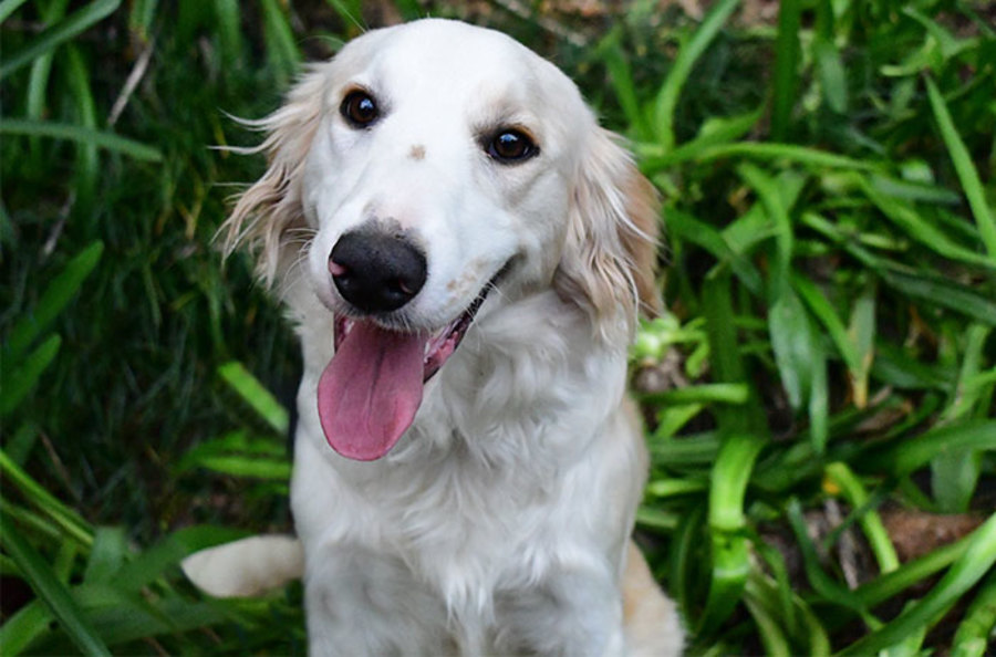 Dewey - Medium Male Border Collie x Cocker Spaniel Dog in NSW - PetRescue