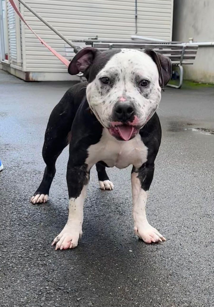 Reginald - Medium Male American Staffordshire Terrier Dog in NSW ...