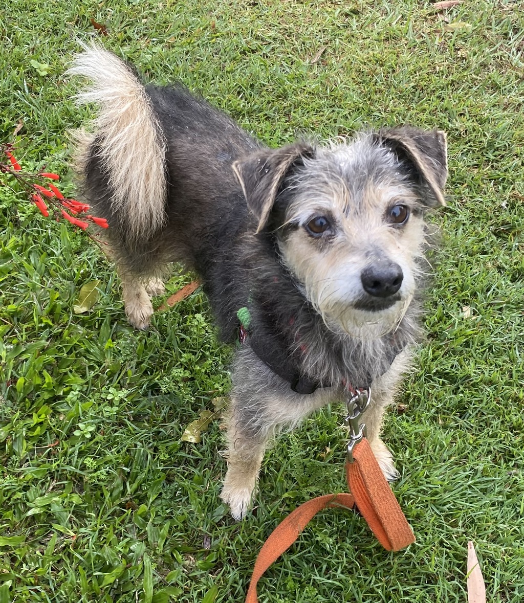 Bobby - Small Male Australian Silky Terrier x Wirehaired Jack Russell ...