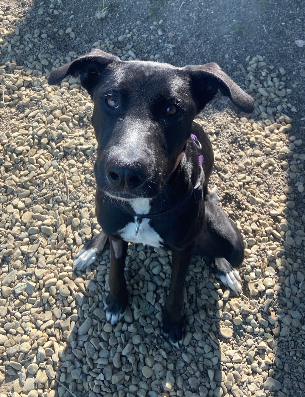 Betty - Large Female Border Collie x Greyhound Mix Dog in QLD - PetRescue
