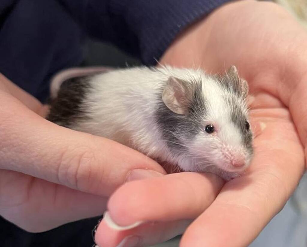 Amy - Female Mouse Mix Rodent in QLD - PetRescue