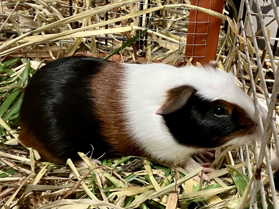 Popcorn - Male Short-hair Guinea Pig Mix Guinea Pig in NSW - PetRescue