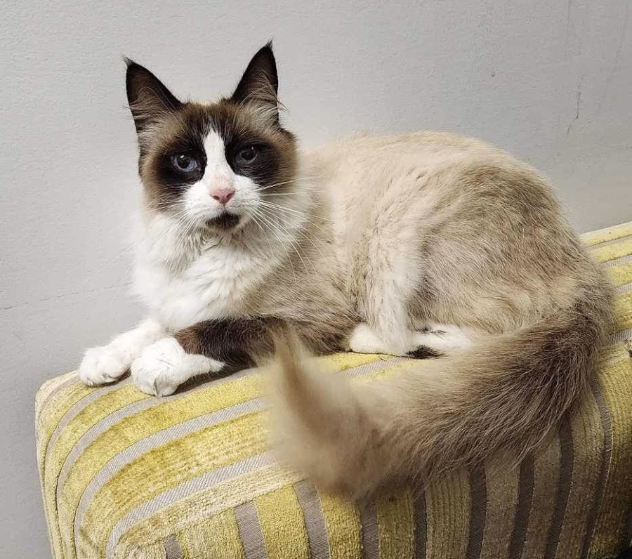 Diesel - Male Ragdoll Mix Cat in QLD - PetRescue