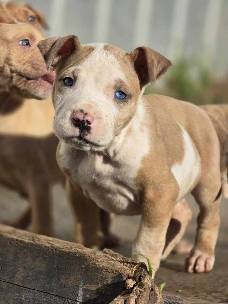 Cyclone - Large Male Ridgeback Mix Dog in VIC - PetRescue