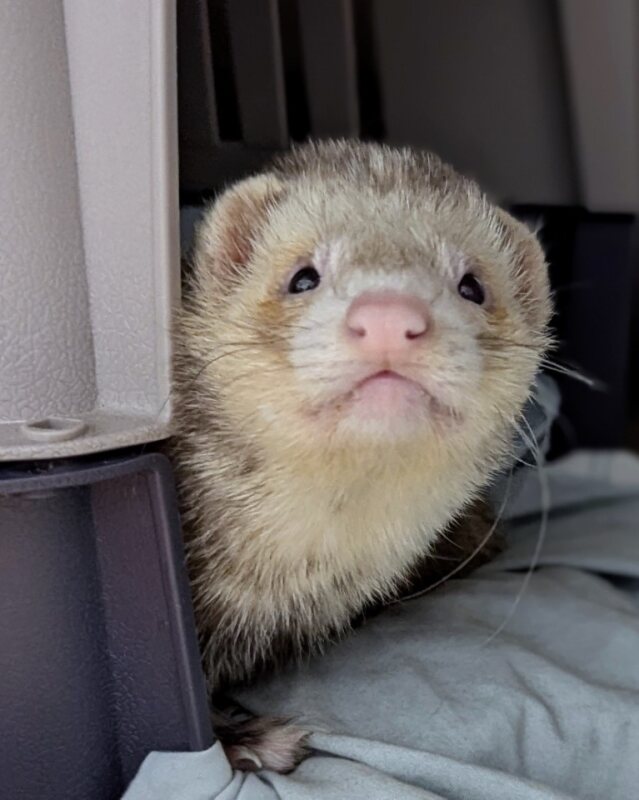 Luna - Female Ferret Ferret in NSW - PetRescue