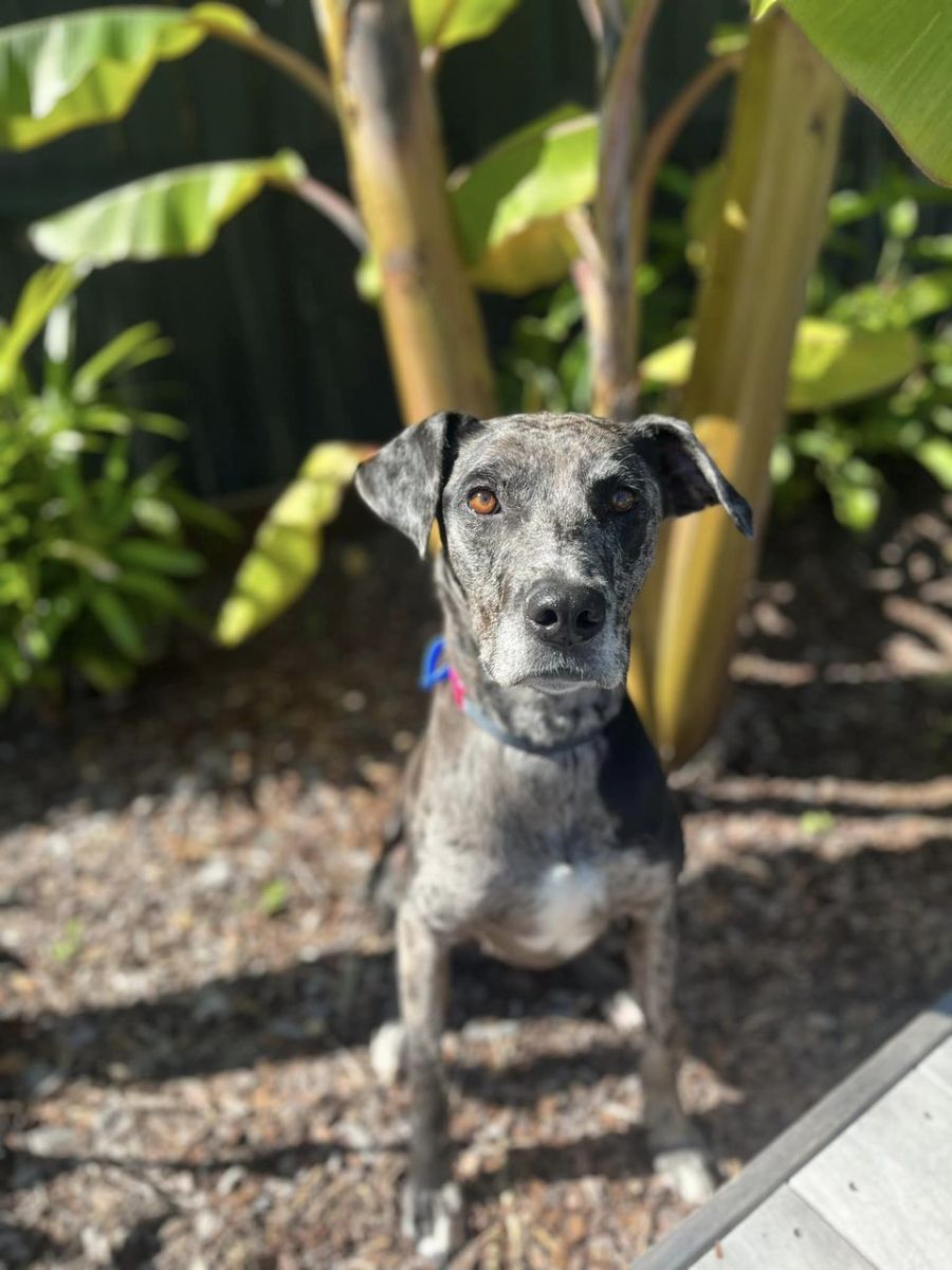 Rose - Medium Female Catahoula Mix Dog in QLD - PetRescue