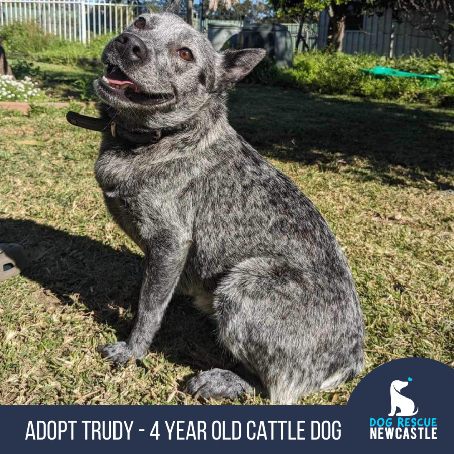 Trudy Blue - 4 Year Old Cattle Dog - Medium Female Australian Stumpy ...