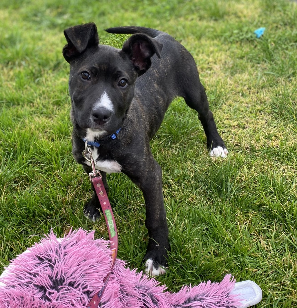 Chewy - Medium Male American Staffy x Medium Cross Breed Mix Dog in VIC ...