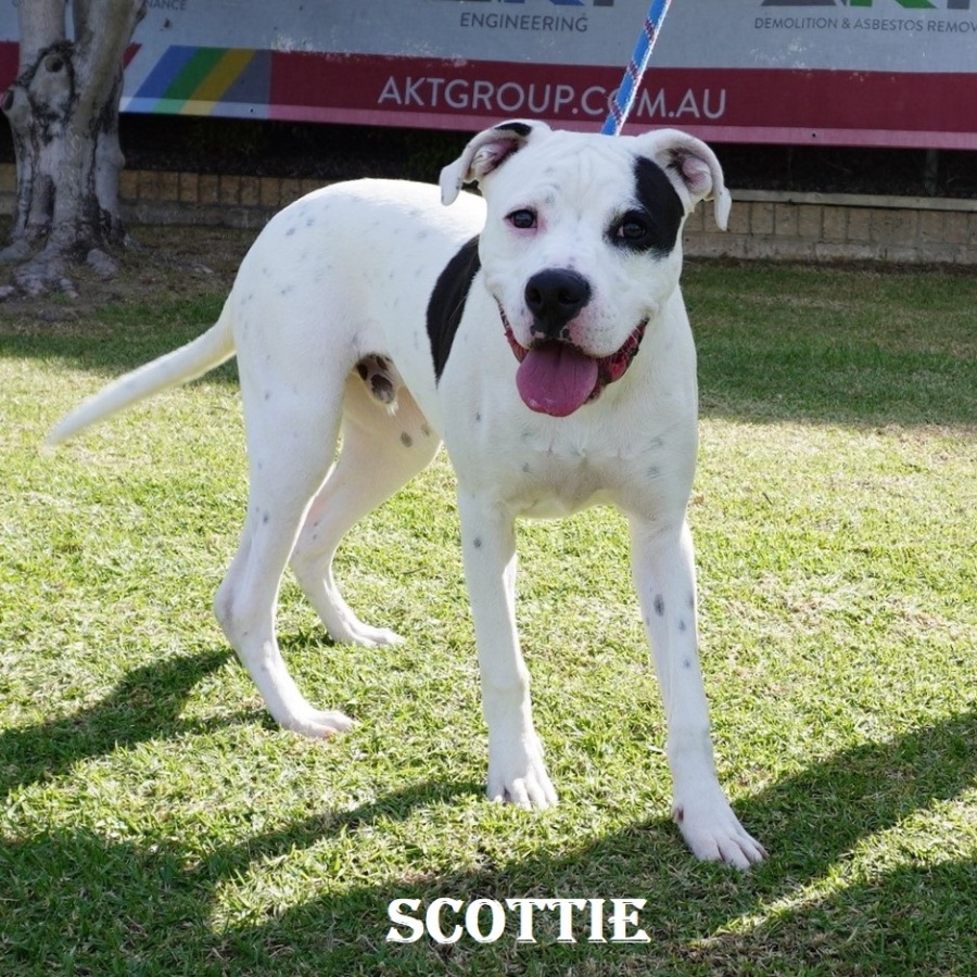 Scottie - Medium Male Boxer Mix Dog in WA - PetRescue