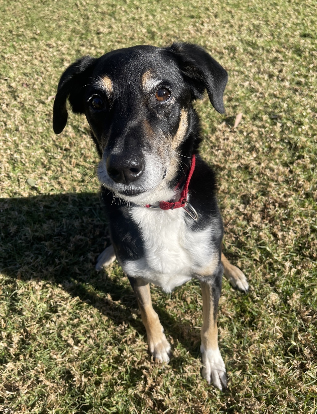 Zeus - Medium Male Border Collie x Kelpie Mix Dog in NSW - PetRescue