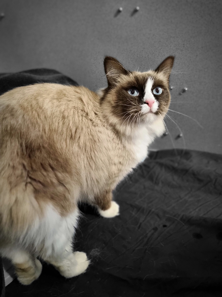Calliope - Female Ragdoll Mix Cat in QLD - PetRescue