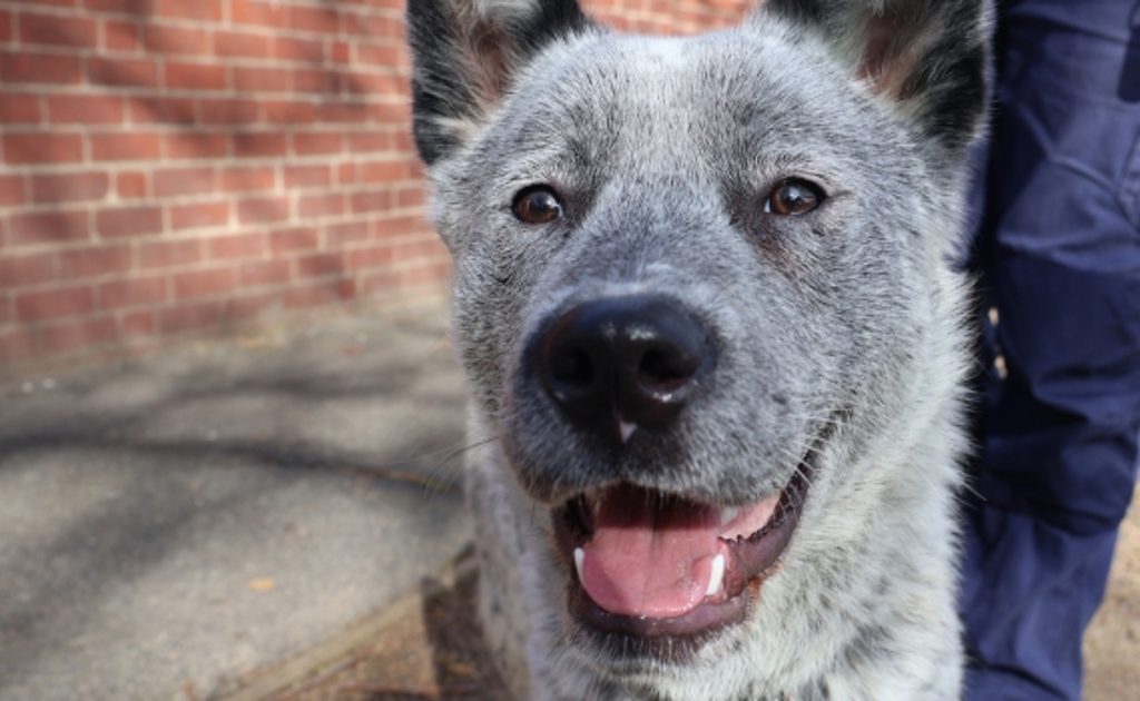 Motchi - Medium Male Heeler Mix Dog in VIC - PetRescue