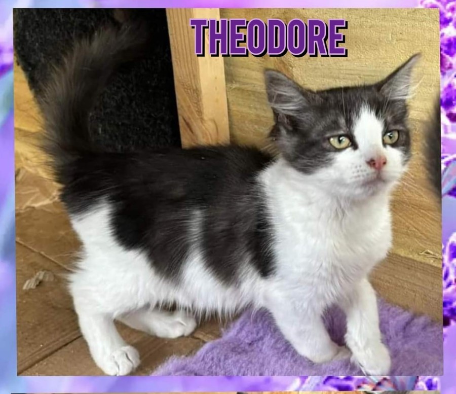 Theodore & Benjamin (Can be seperated) - Male Domestic Short Hair Cat ...