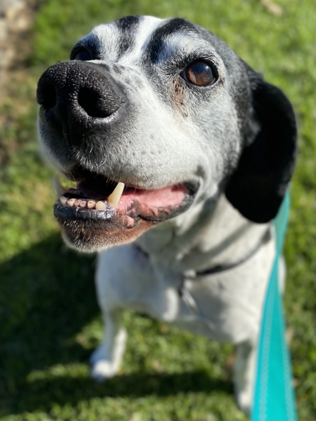 Russell - Medium Male English Pointer Mix Dog in VIC - PetRescue