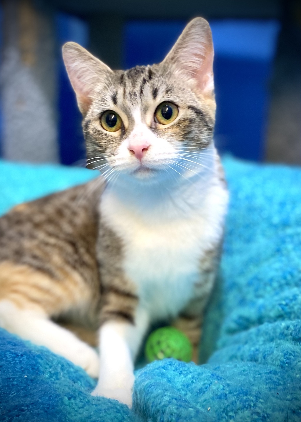 Crystal - Female Manx Mix Cat in QLD - PetRescue