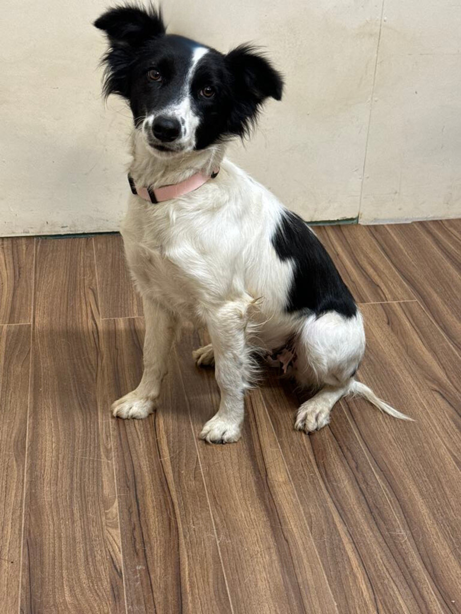 Lexi - Medium Female Border Collie Dog in QLD - PetRescue