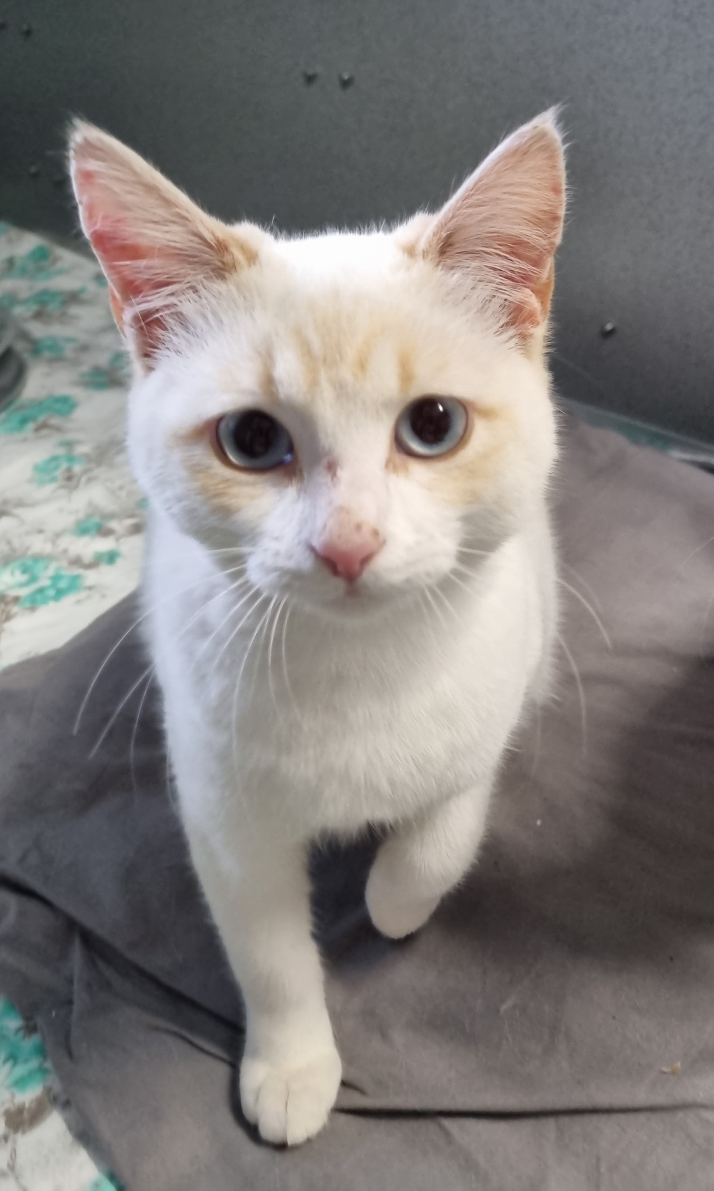 Alice - Female Domestic Short Hair Mix Cat in QLD - PetRescue