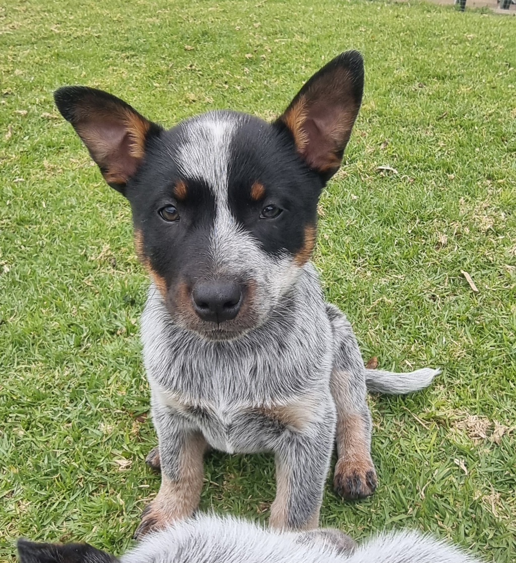 Bill - Small Male Blue Heeler x Kelpie Mix Dog in NSW - PetRescue