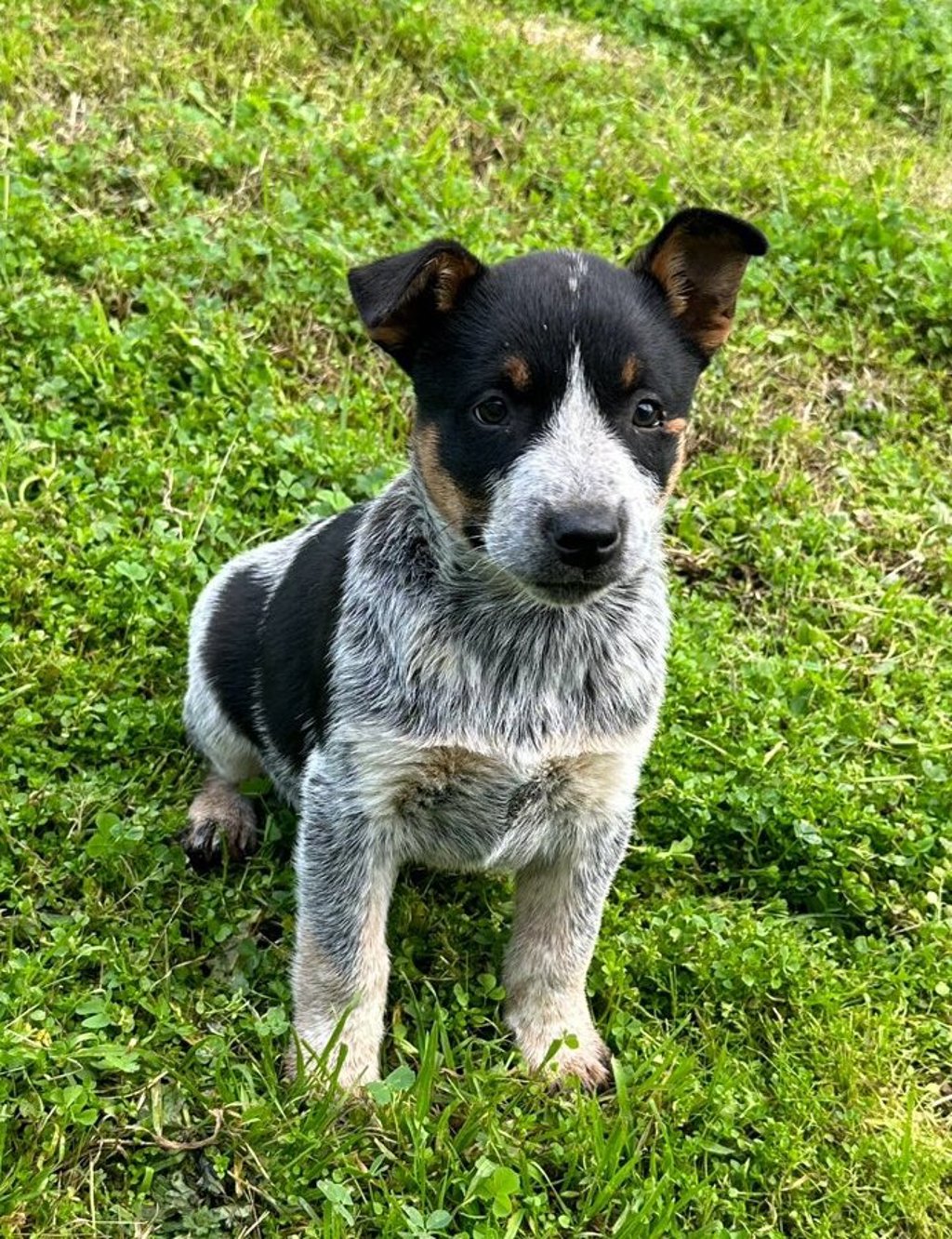 Reggie - Small Male Blue Heeler x Kelpie Mix Dog in NSW - PetRescue