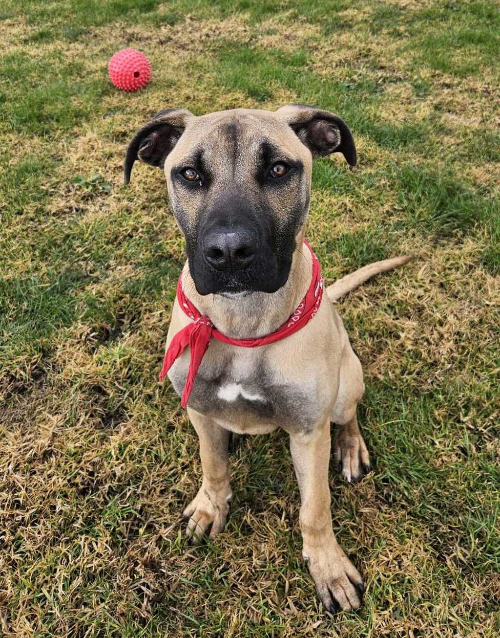 Buddy - Large Male Mastiff x American Staffy Mix Dog in VIC - PetRescue