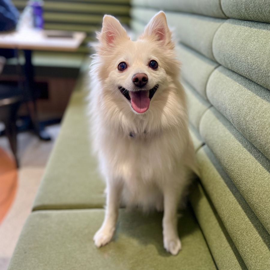 Hero - Small Male Pomeranian x Spitz Mix Dog in VIC - PetRescue