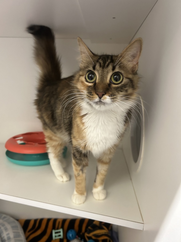 Mirra - Female Dmh Mix Cat in WA - PetRescue