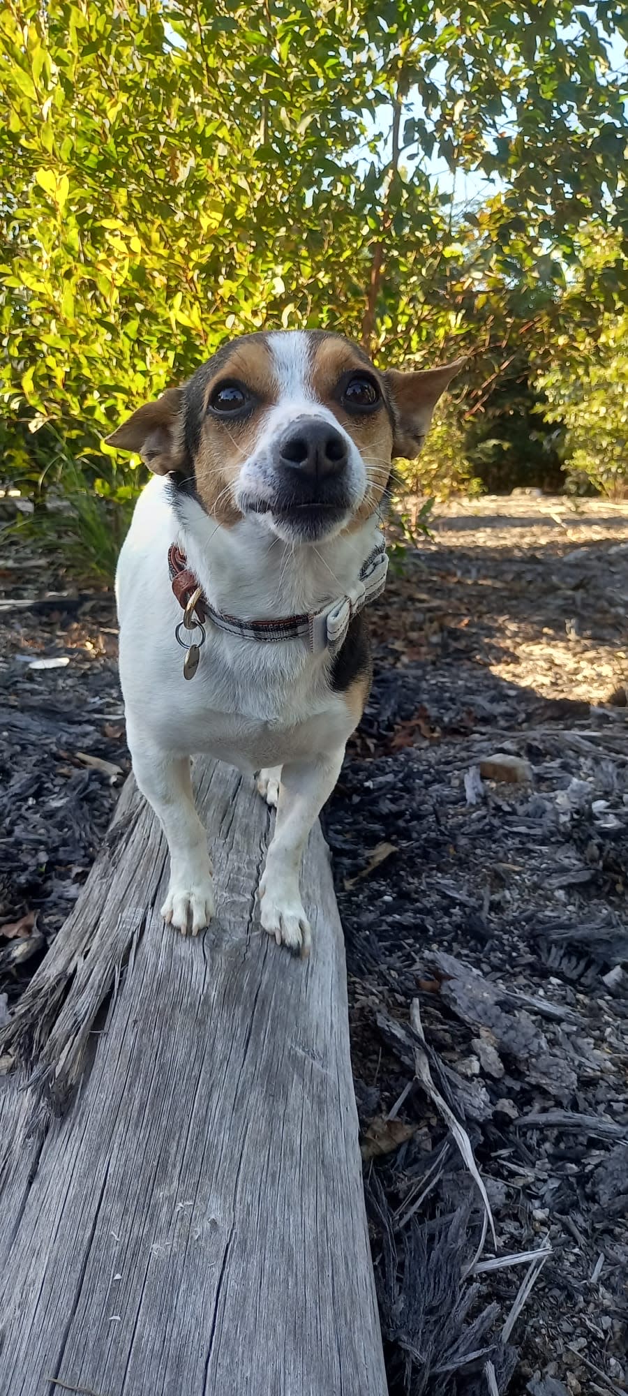 Goorie - Small Male Fox Terrier Dog in QLD - PetRescue