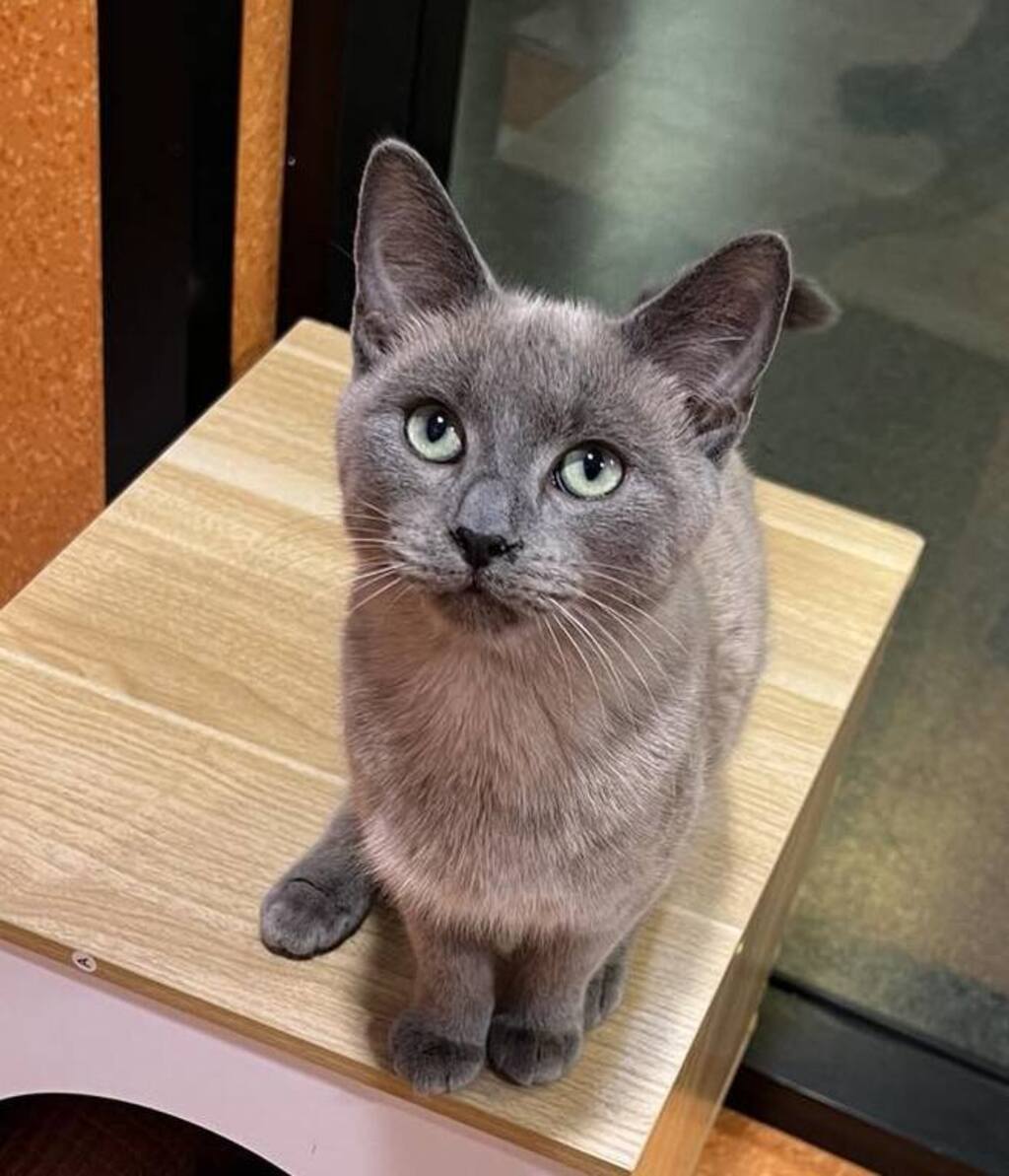 Kiara - Female Layanese Mix Cat in QLD - PetRescue